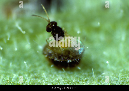A parasitoid wasp (Encarsia formosa) among parasitised glasshouse ...