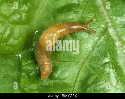 Slug with swollen mantle parasitised by Phasmarhabditis nematodes Stock ...