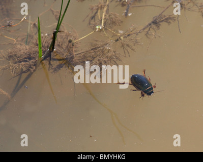 great diving beetle (Dytiscus marginalis), female swimming, from Stock ...