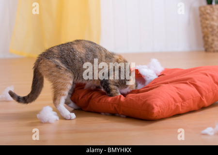 bad habit : domestic cat tearing up paper - bored Stock Photo - Alamy