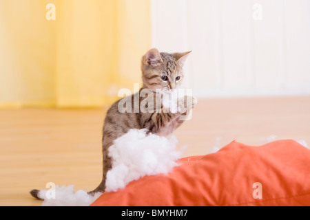 bad habit : domestic cat tearing up paper - bored Stock Photo - Alamy