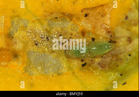 Parasitoid wasp Diglyphus isaea pupa in leaf mine after wasp larva has ...