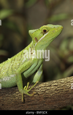 Laemanctus longipes, casquehead iguana, green conehead lizard sitting ...