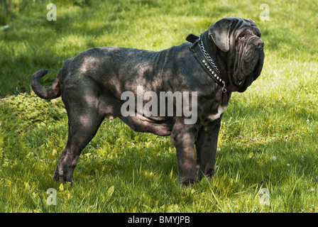 Mastino Napoletano, Italian Mastiff Stock Photo - Alamy