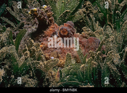 Two-stick stingfish (Inimicus filamentosus) - Red Sea, Egypt Stock ...