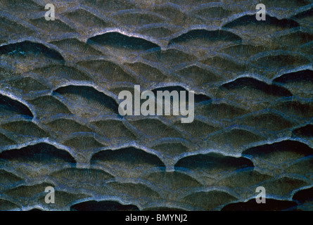 Arabian angelfish (Pomacanthus asfur) is a marine fish native to Red ...