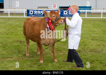 Prize Cattle, animal awards, rosette, ribbon, competition, symbol ...