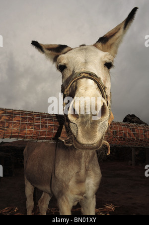 Donkey in an enclosure Stock Photo - Alamy