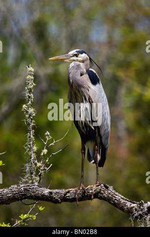 Great blue heron wading in shallow water while searching for prey on a ...