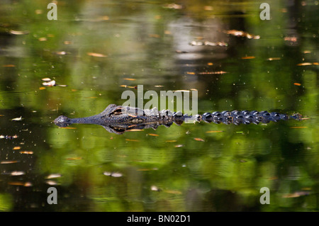 American alligator swimming in a lake, top view, Everglades National ...
