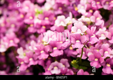 Nemesia Maritana 'Rosanna Girl' in flower Stock Photo - Alamy