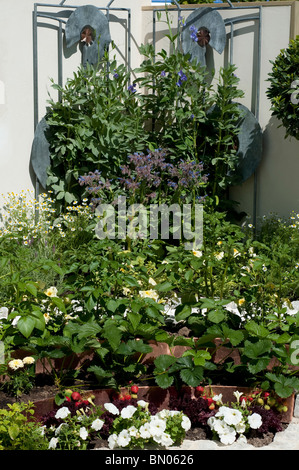 Potato plants show white flowers with yellow centers in a green field ...