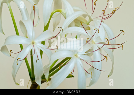 Swamp Lily (Crinum pedunculatum) flowers. December 2020. Daintree ...