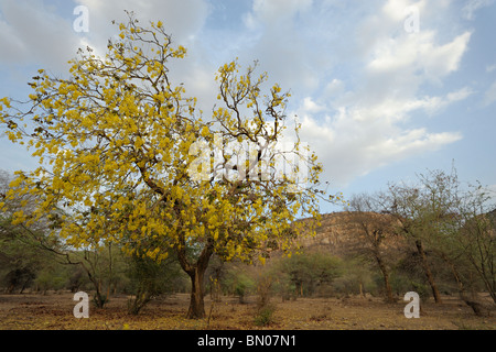 Golden shower / cassia fistula / amaltas, Indian laburnum Stock Photo ...