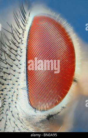 Extreme close up of a house-fly's head showing mouth parts used for ...