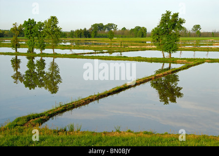 Rice field, Ticino Park, Lombardy, Italy Stock Photo - Alamy
