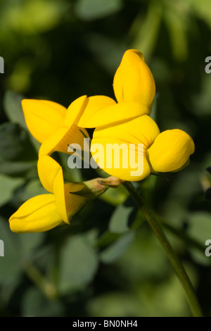 Very pretty yellow birds foot trefoil growing wild in nature Stock ...