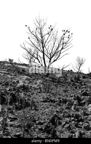 white ash after a forest fire lies on the charred black ground in a ...