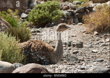 greater rhea (Rhea americana), nest in a rape field, Germany Stock ...