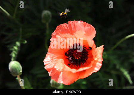 Poppy Fields Showing Bright Red Flowers for remembrance armistice ...
