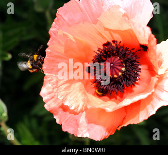 Poppy Fields Showing Bright Red Flowers for remembrance armistice ...