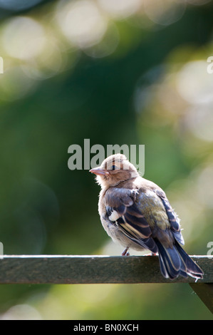 Juvenile chaffinch, (Fringilla coelebs), perched on a twig in woodland ...