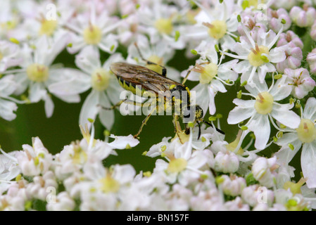 Sawfly, Tenthredo sp. (probably either Tenthredo notha, arcuata or ...