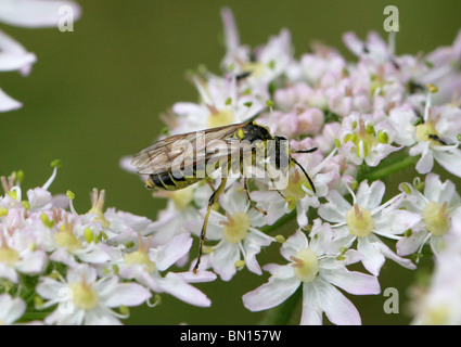 Sawfly, Tenthredo sp. (probably either Tenthredo notha, arcuata or ...