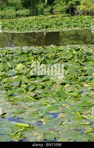 Nuphar lutea, Spatterdock, yellow water-lily, cow lily, pond-lily ...