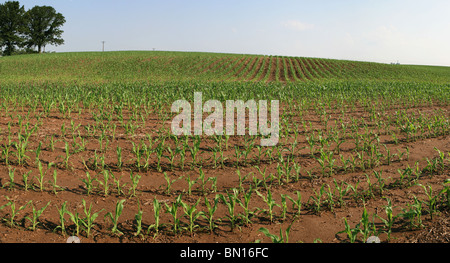 midwestern corn field panorama in the spring Stock Photo - Alamy