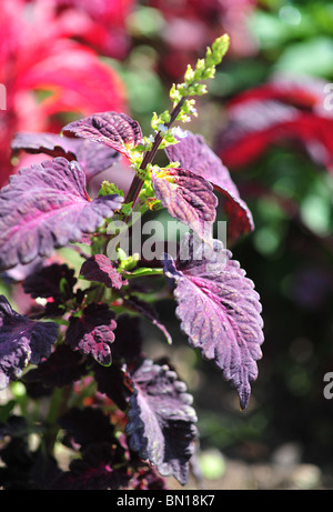 Coleus blumei - Coleus "Black Dragon Stock Photo - Alamy