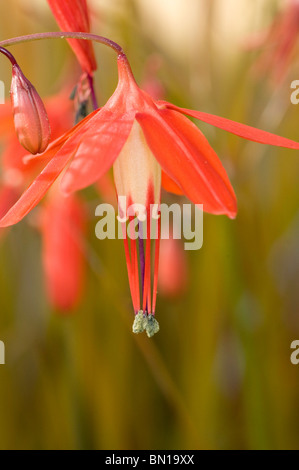 Bessera Elegans. Coral Drops flower Stock Photo - Alamy