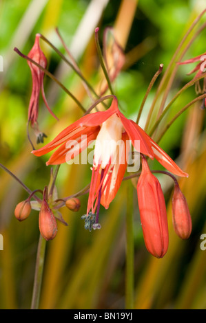 Bessera Elegans. Coral Drops flower Stock Photo - Alamy