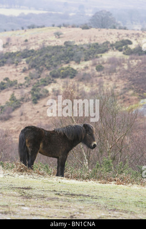 Exmoor Somerset England Pony Stock Photo - Alamy