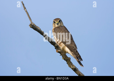 Merlin Adult Female "Taiga" form Stock Photo - Alamy