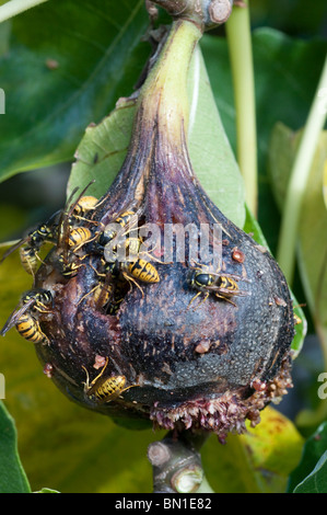 Introduced species of European wasps feeding on ripe figs in an ...
