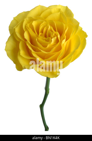 Rose yellow blooming,isolated on background Stock Photo - Alamy