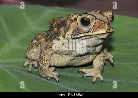 Common Indian Toad (Duttaphrynus melanostictus Stock Photo - Alamy