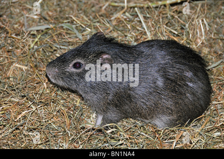 Brazilian Guinea Pig / Cavia aperea Stock Photo: 18356571 - Alamy