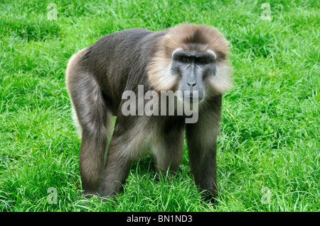 Macaca tonkeana, Tonkean Macaque Stock Photo - Alamy