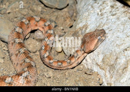 Painted Saw-scaled Viper (Echis coloratus Stock Photo: 134555771 - Alamy