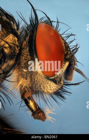 Extreme closeup of a fly's eye, side view. Common house fly, musca ...