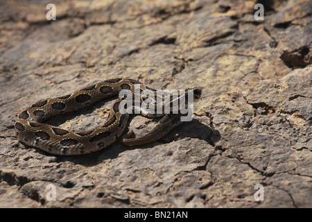 RUSSEL'S VIPER Daboia russelii Venomous, Common Fangs Stock Photo - Alamy