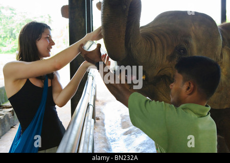 Asian elephant calf woman feeding banana sanctuary forest traditional ...