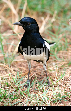 Oriental magpie robin is on the ground, Oriental magpie robin is a ...