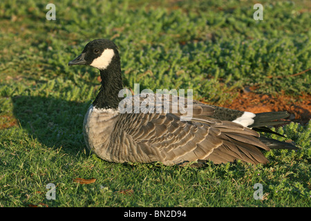 Cackling goose in a marsh Stock Photo - Alamy