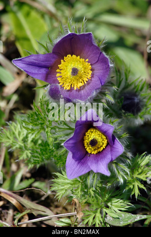Pasque flower ? Pulsatilla vulgaris, in the garden Stock Photo - Alamy