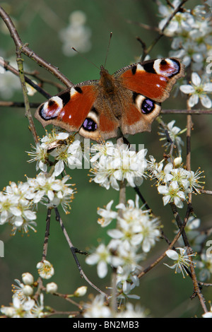 Blackthorn blossom in spring Stock Photo - Alamy