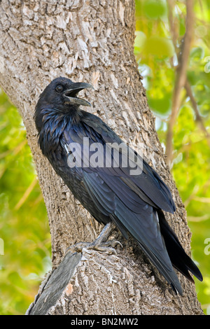 The Common Raven, with its glossy black feathers and an egg in its beak ...