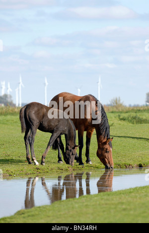 horses on source of water Stock Photo - Alamy
